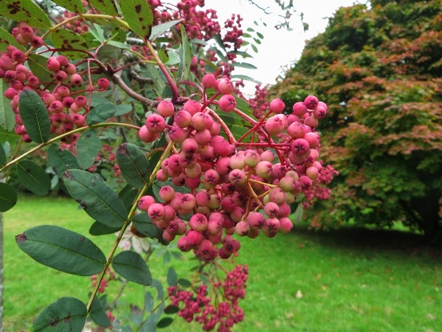 High Beeches Gardens: Seeds and Berries