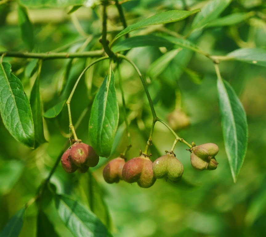 Instantes botánicos: Bonetero Euonymus europaeus