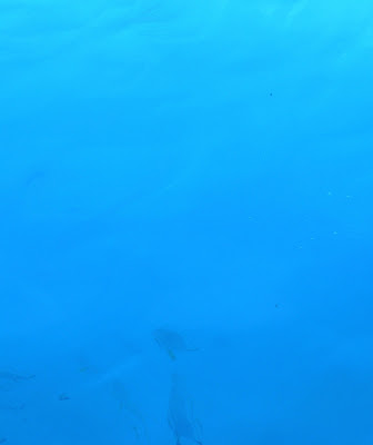 Turen går til...: En verden under havet (Maldiverne)