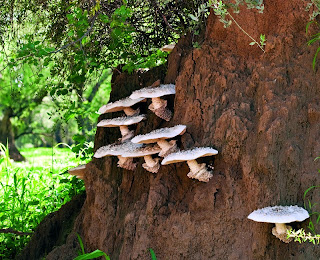 AAA ACCADEMIA AFFAMATI AFFANNATI: Cucina di un'Africa ...