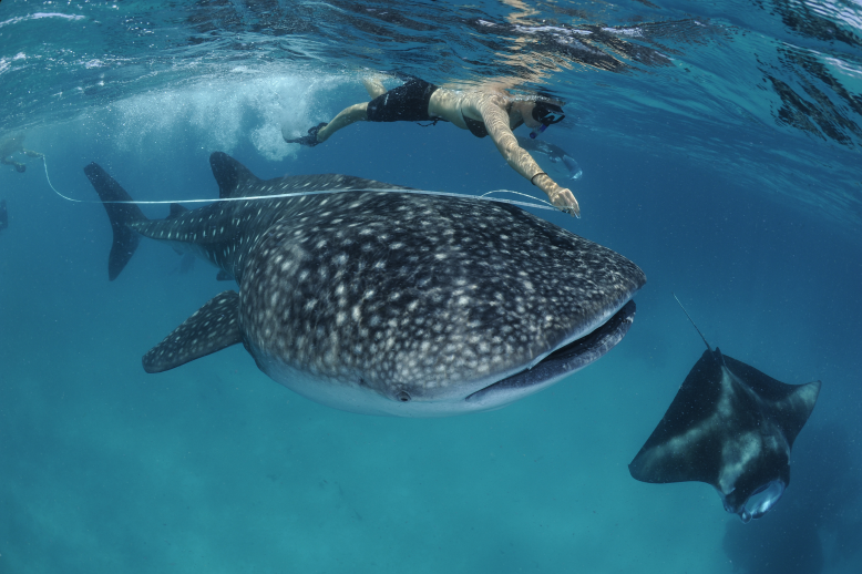 Hanifaru Bay - Baa Atoll Biosphere Reserve, Maldives | Lalumi Travels ...