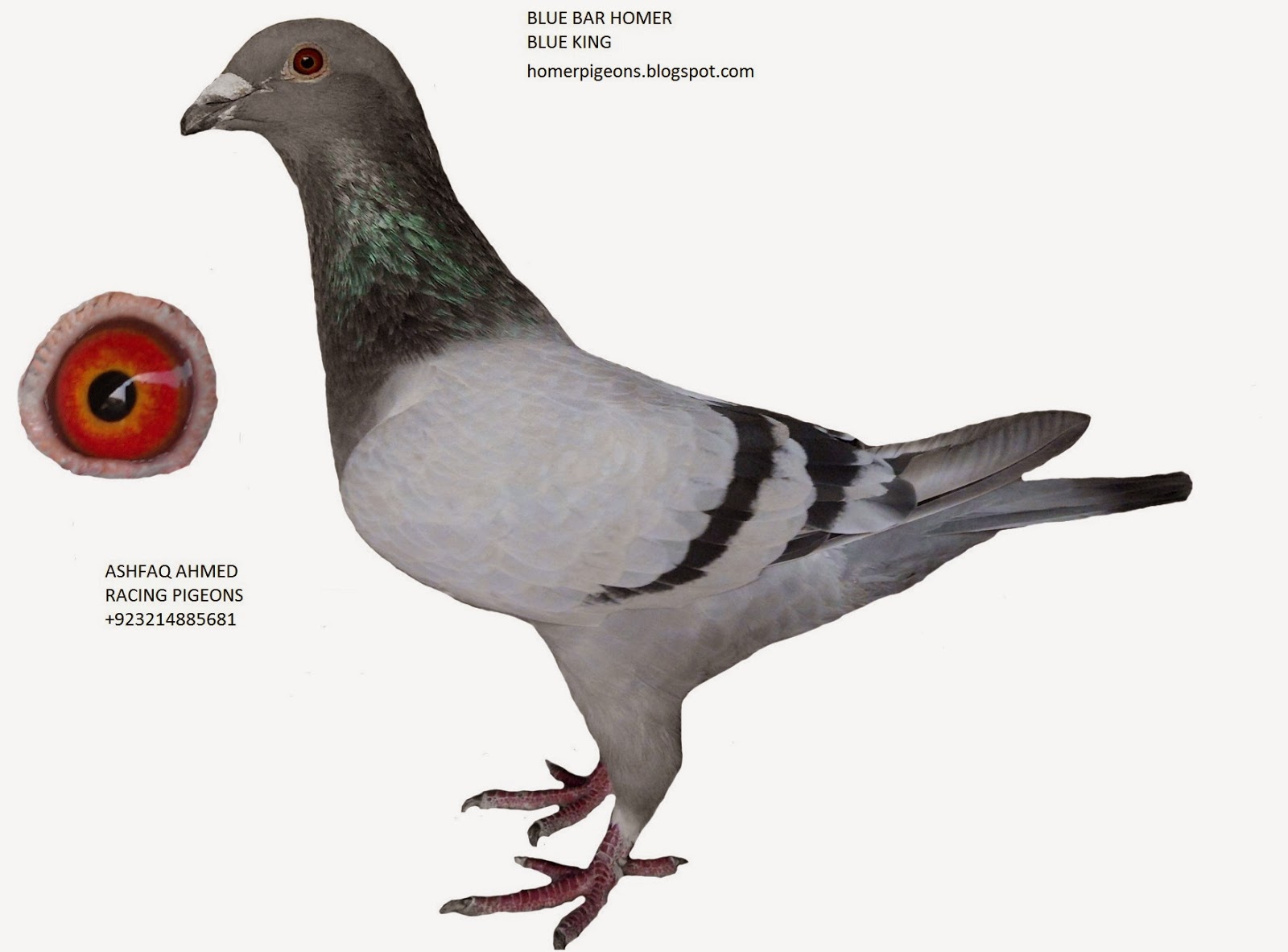 Blue King ~ Homer Racing Pigeons