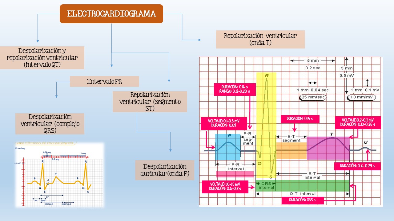 Fisiología : interpretación (electrocardiograma)