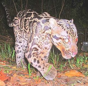 da|NATURALIST: Wild Cats of Malaysia