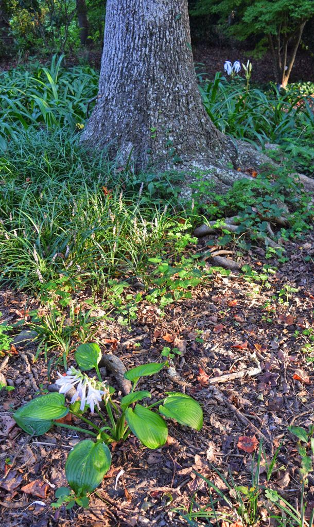 MARIETTE'S BACK TO BASICS: {Our Fragrant Hosta Flowers}