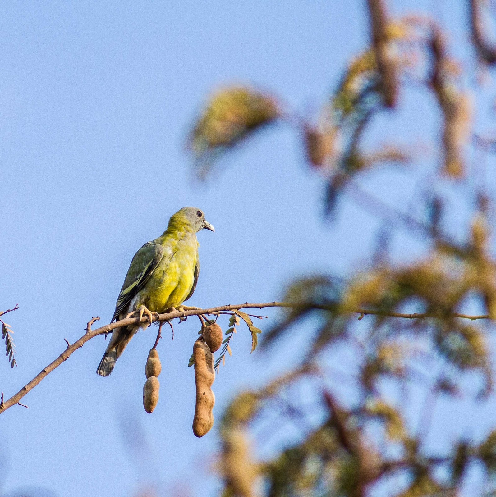 Musicroom's Imaging: Yellow Footed Green Pigeon