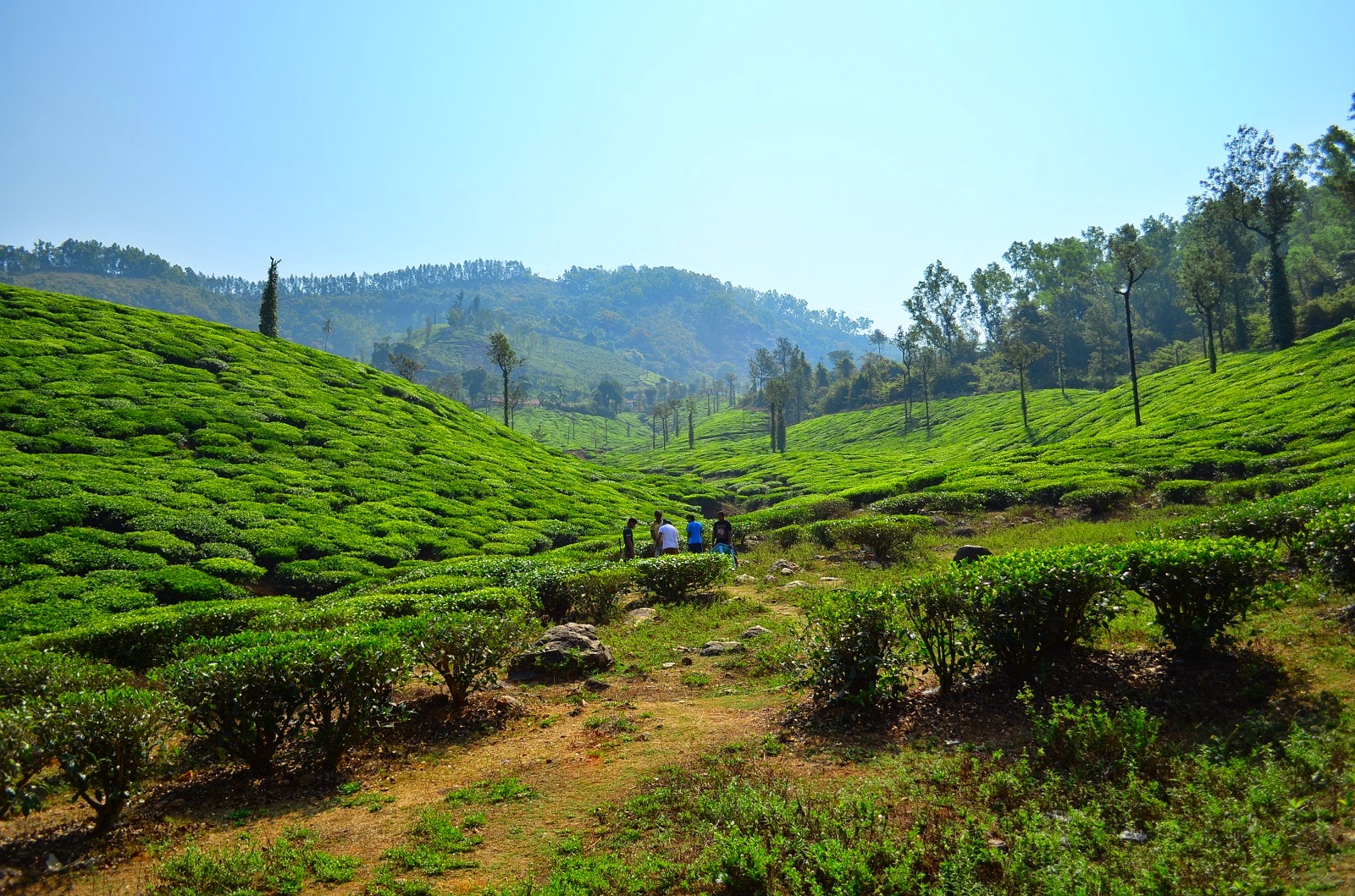 Sharath Hassan A Travelling Photographer: Samse Tea Estate near ...