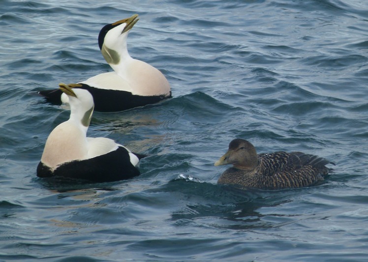 Farne Islands Uncovered: Eider Down
