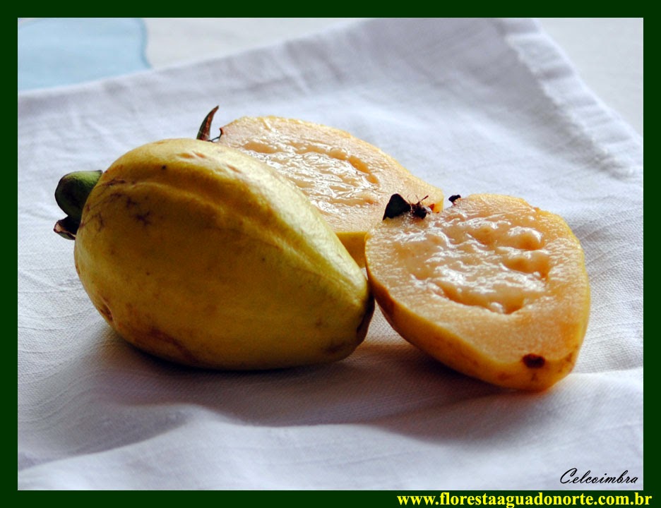 FRUTAS BRASIL: TIPOS DE ARAÇA