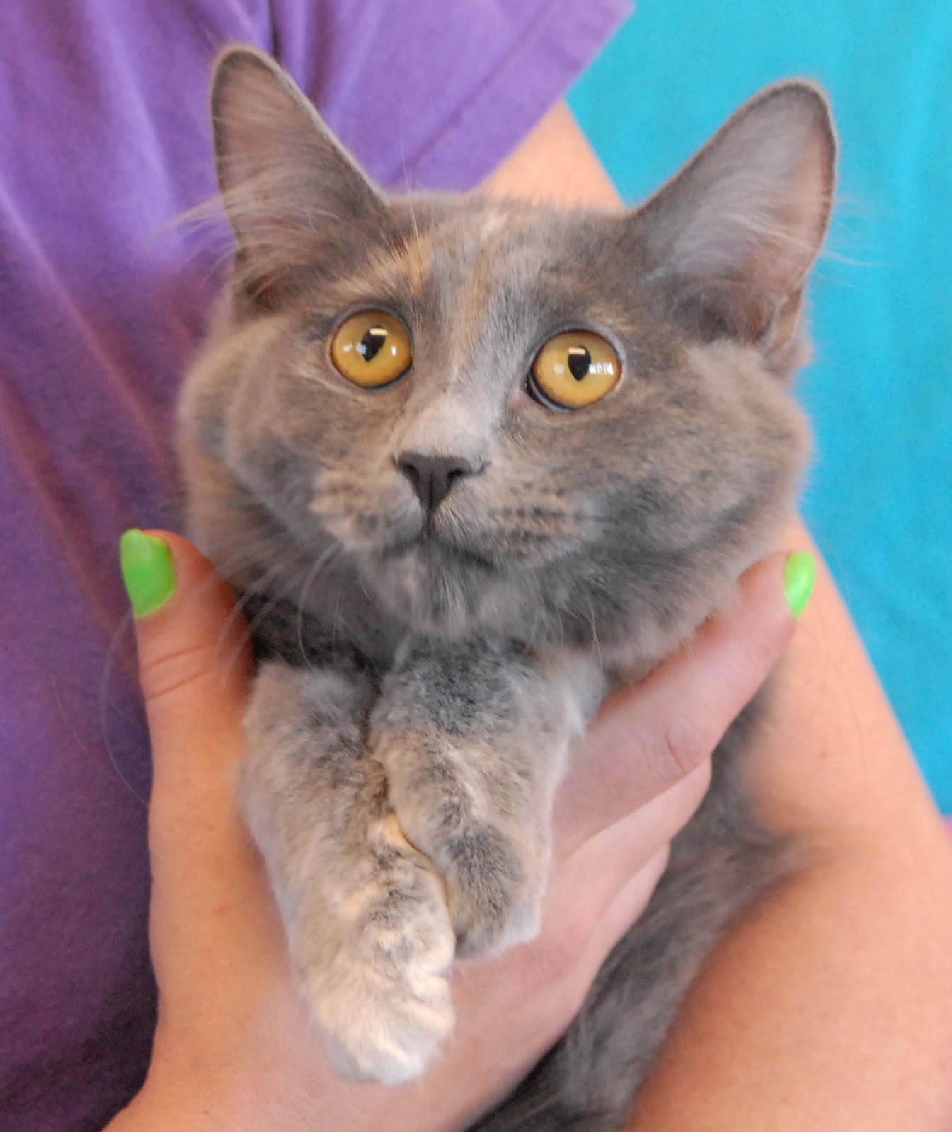 The Blue & Cream Kittens are now ready for adoption!