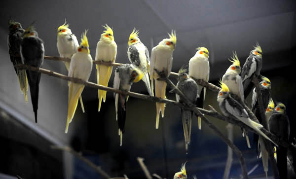 Exotic Birds: Totul despre Nimfe