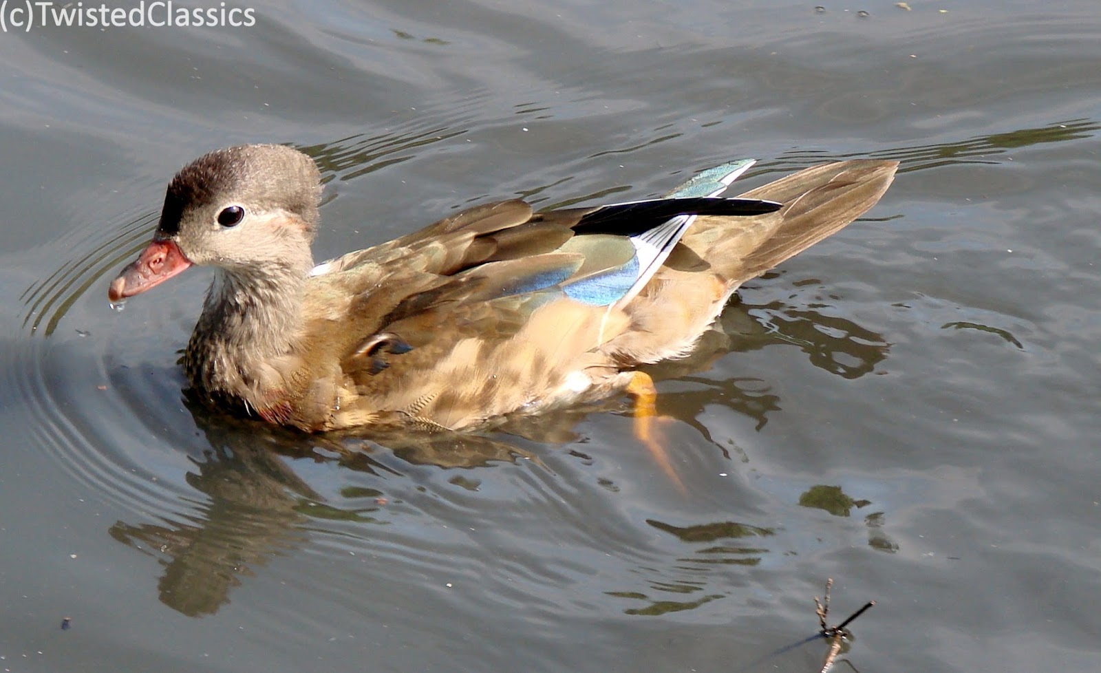 Birds and wildlife: Confusing Mandarin drakes in eclipse or are they ...