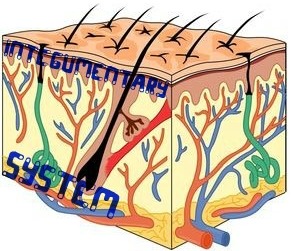 Human Anatomy and Physiology: Chapter 5: Integumentary System