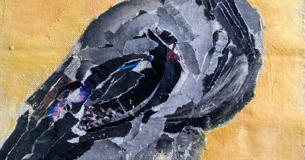 My Journey: Hooded Crow Collage
