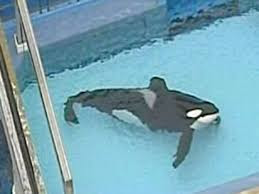 Sentiversos: Tilikum