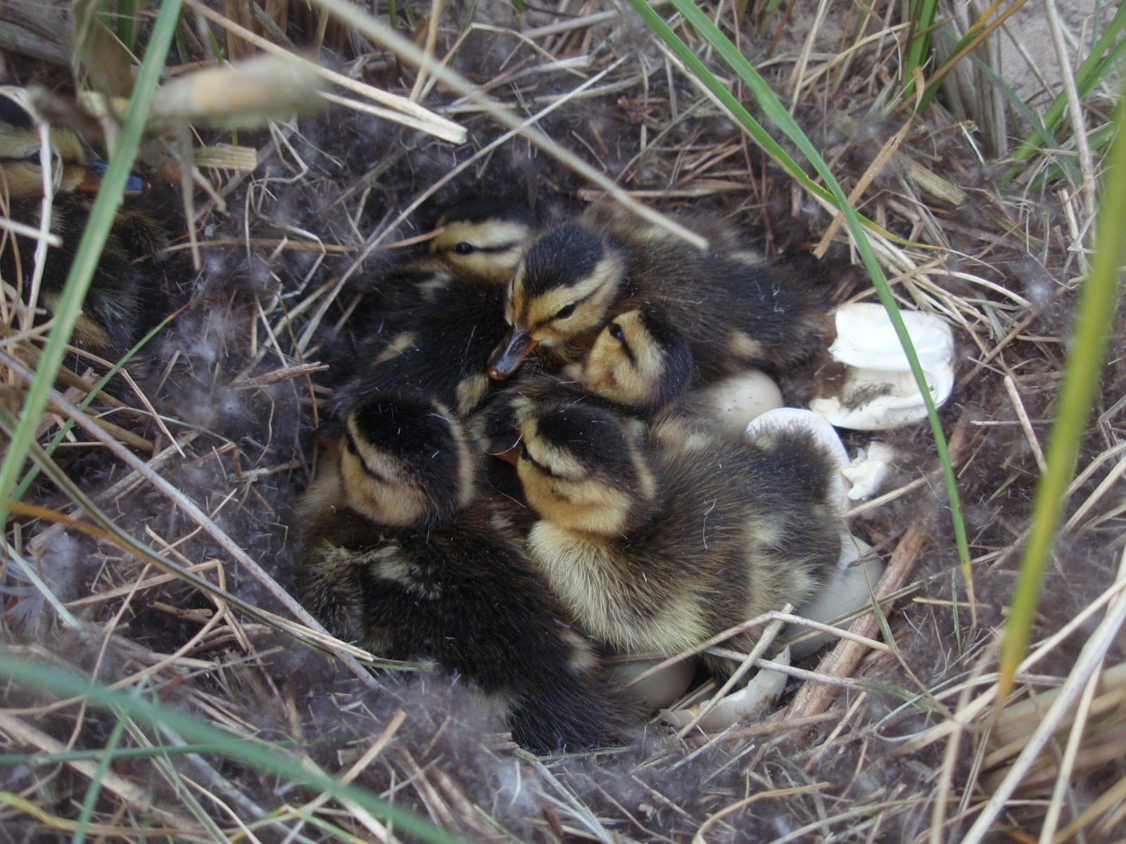 Norfolk Coast with the National Trust: 19th of June: June Migration