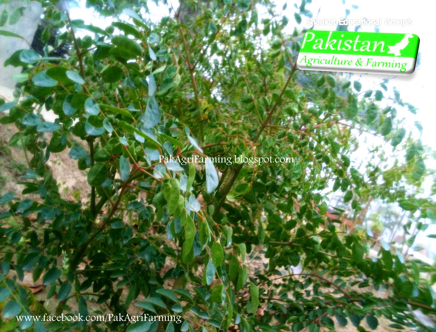 Introduction to Moringa oleifera (Sohanjana)