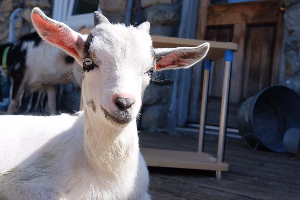 Shoreline Area News: Updated: Goat stolen from owners' back yard in ...