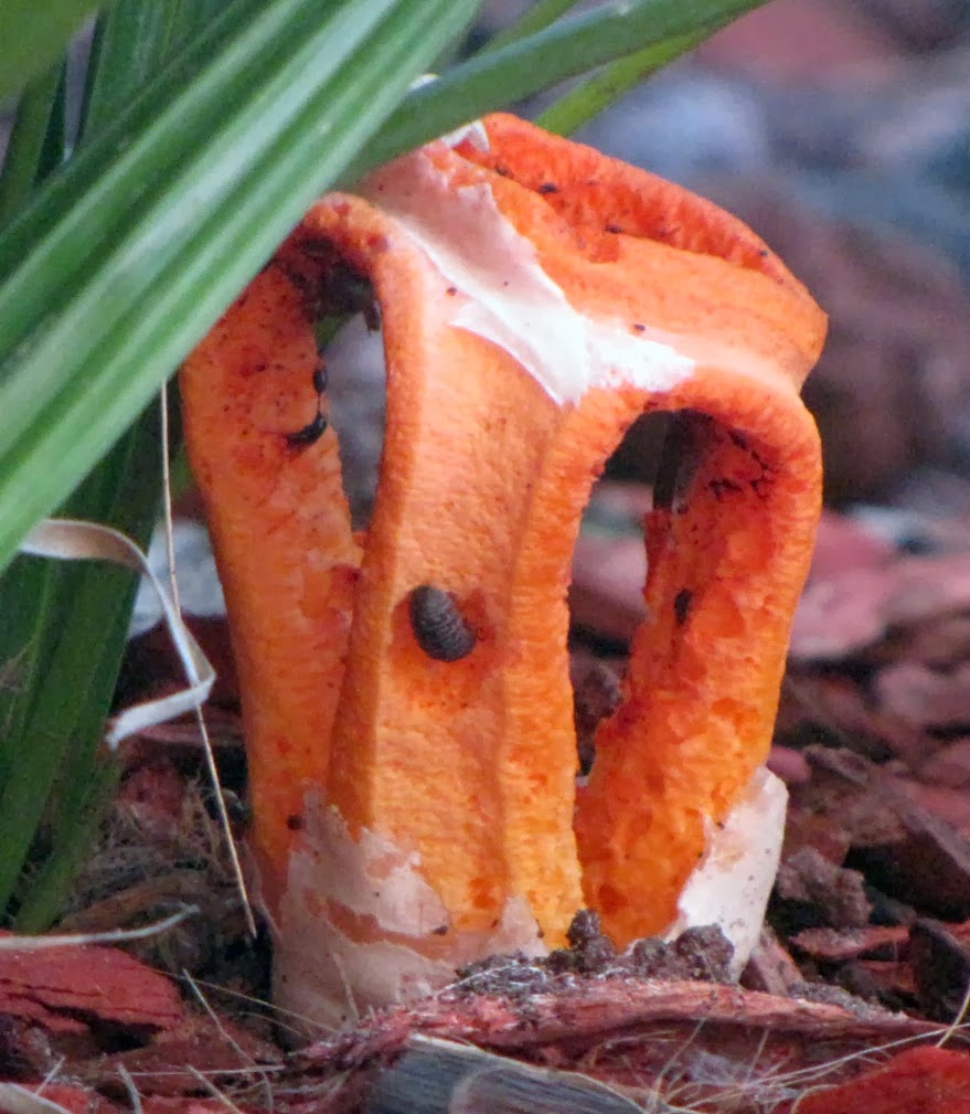 Susan Mayer's Haven: Orange - Columned Stinkhorn mushroom
