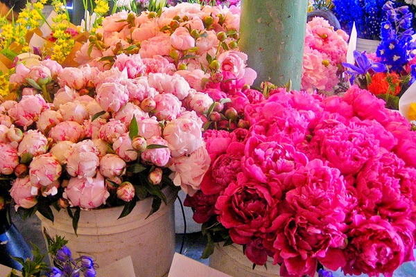 VW Garden: Peony Season at Pike Place Market, Seattle, Washington