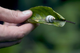 Book Junkie: George, the last Hawaiian tree snail, dies; species extinct