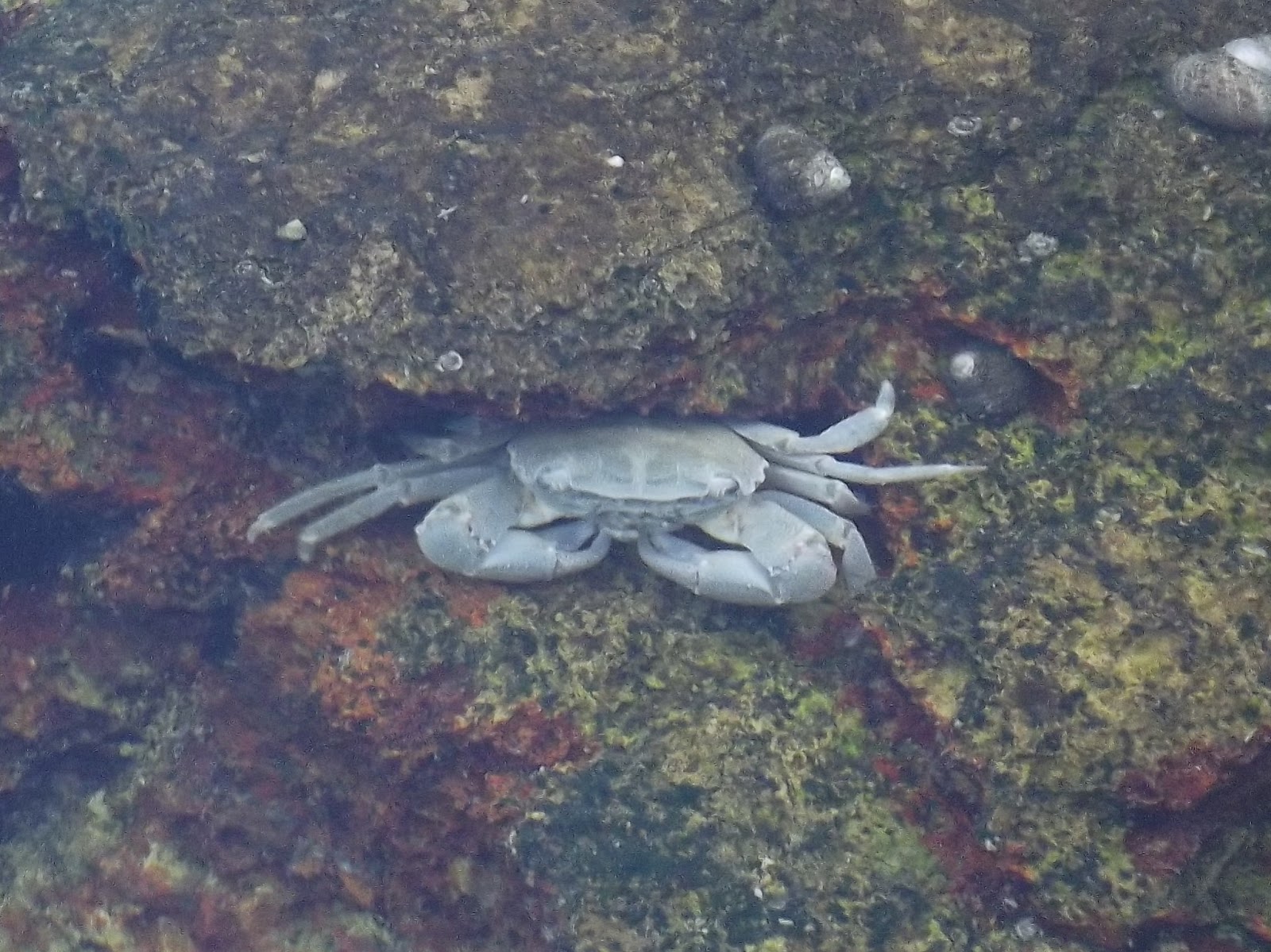 Keep calm and love animals: Krab