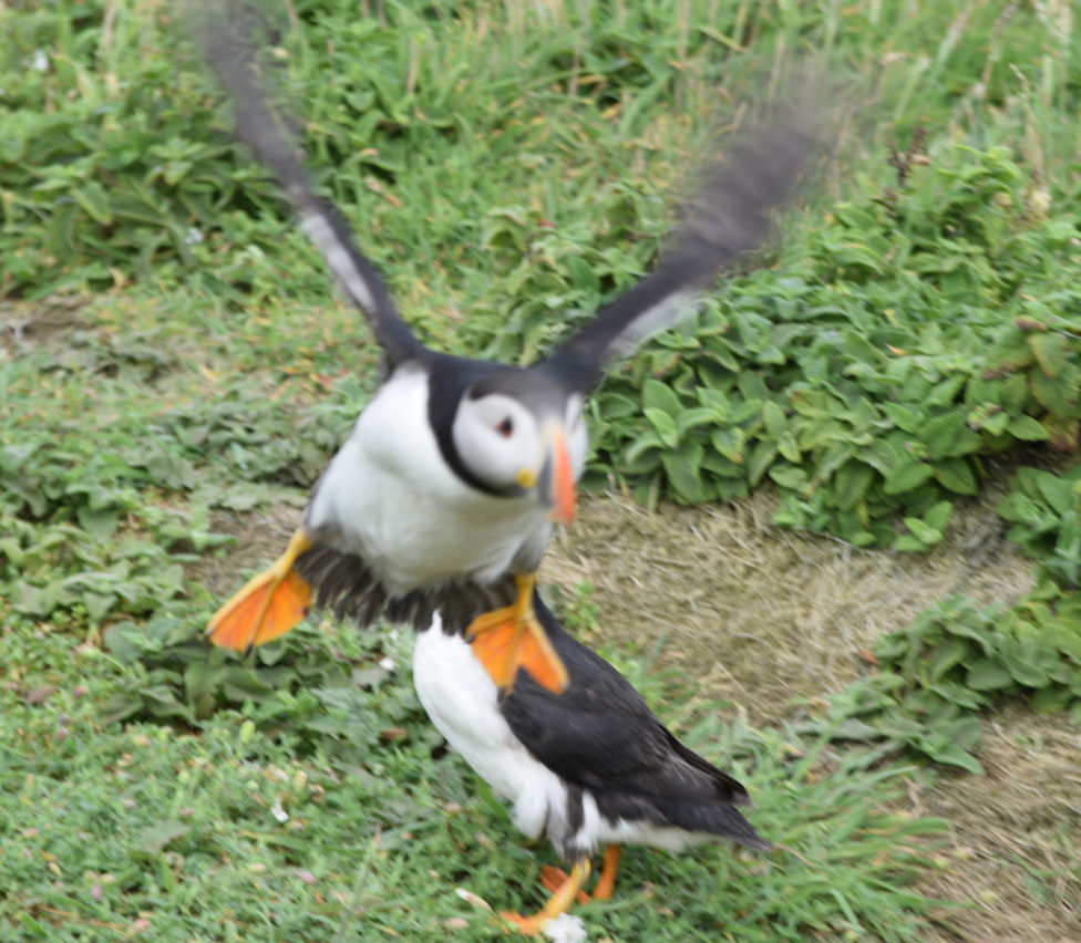 Love of Scotland: Puffin Island