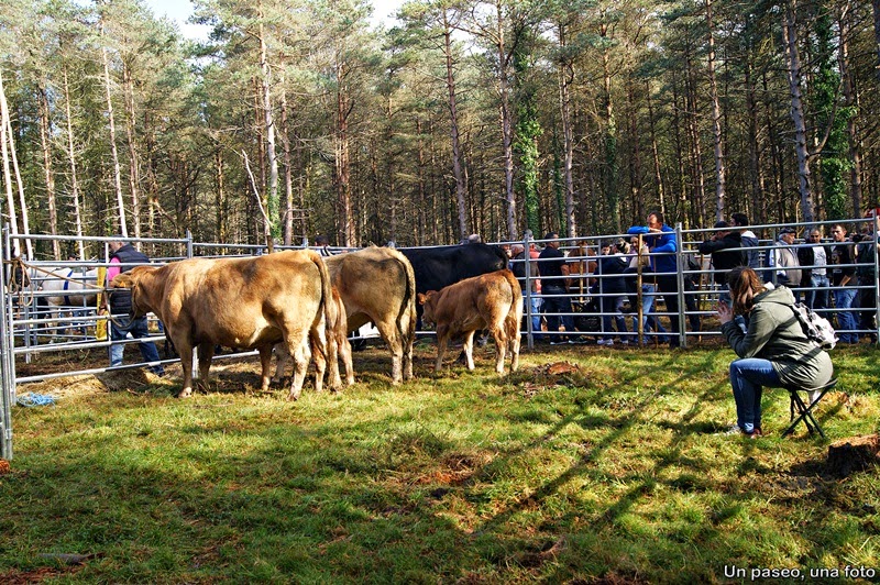 Un paseo,una foto: XXVII Feira do poldro e gando de monte. Muras (Lugo)