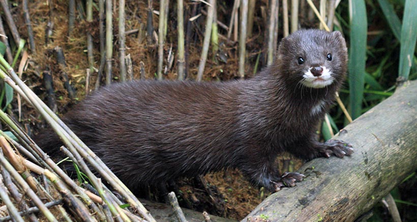 4ºCURSO DE EDUCACIÓN PRIMARIA : VISÓN EUROPEO