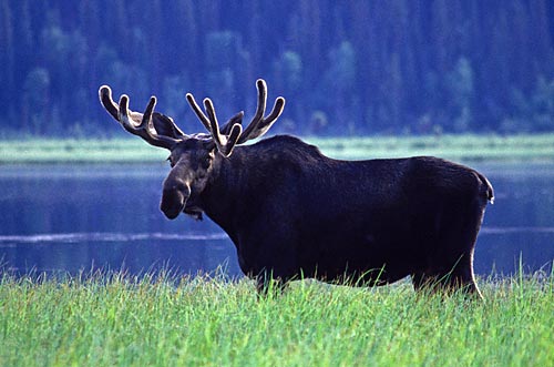 Moose | Animal Wildlife