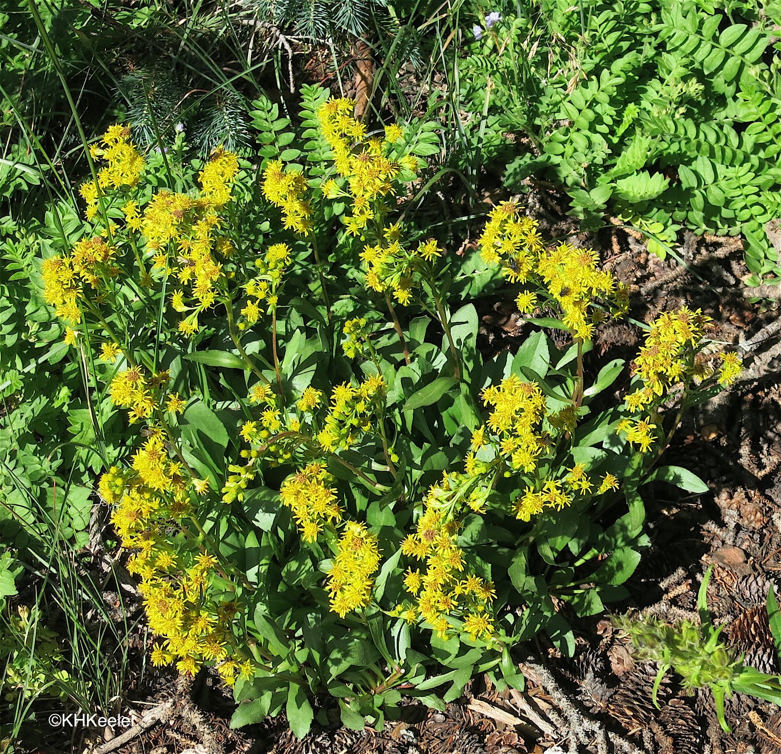 A Wandering Botanist: Visiting Colorado--Old Fall River Road, Rocky ...