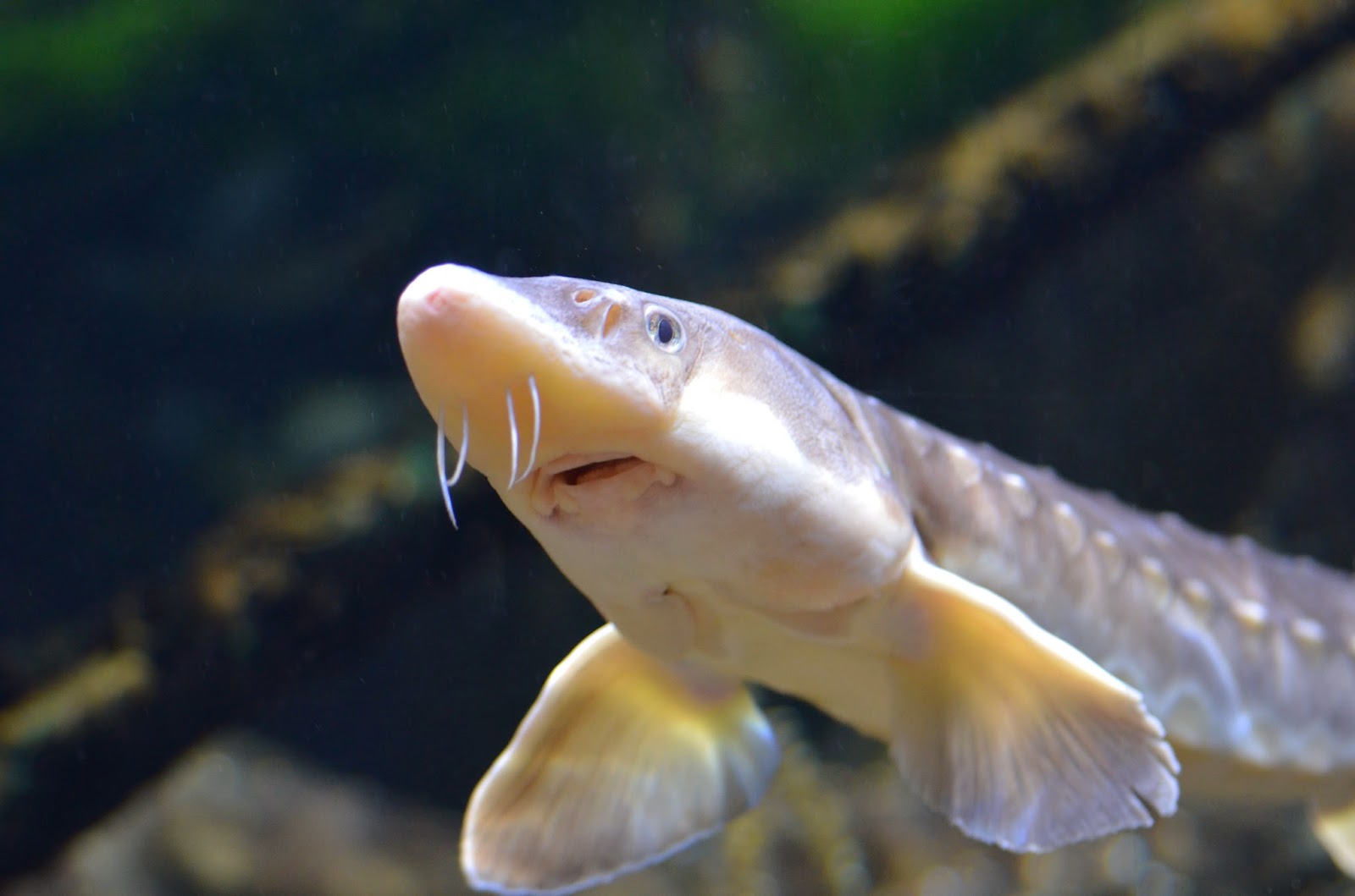 Virginia Fishes: Shortnose Sturgeon Feeding