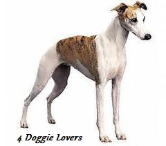 Anjing Whippet Yang Mempunyai Double Muscle!! | 4 Doggie Lovers