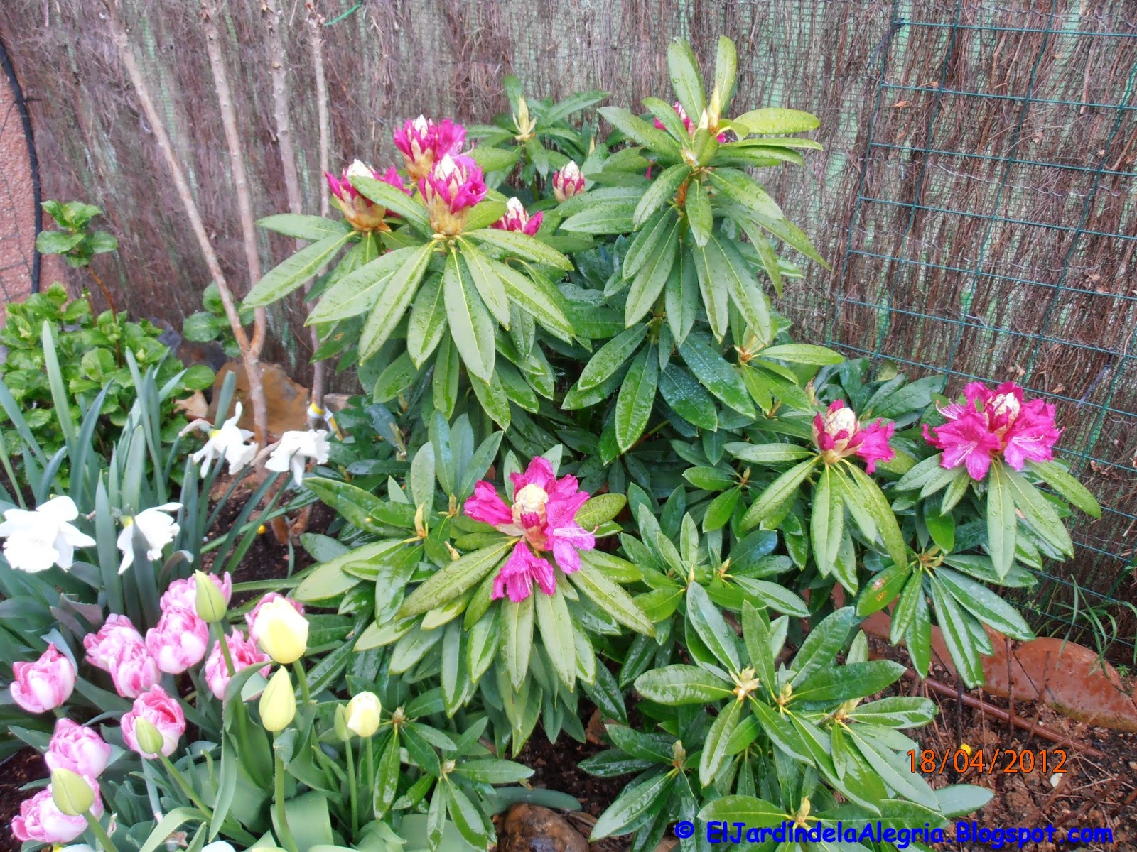 El jardín de la alegría : Cómo plantar un rododendro (Rhododendron)