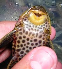 Grupo 4 Metodologia del Diseño: 1er Proyecto - Dispositivo para limpiar ...