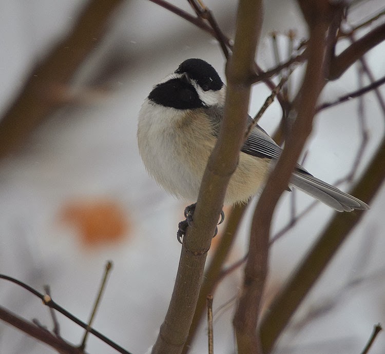 Red and the Peanut: For beauty in winter, look to the birds...