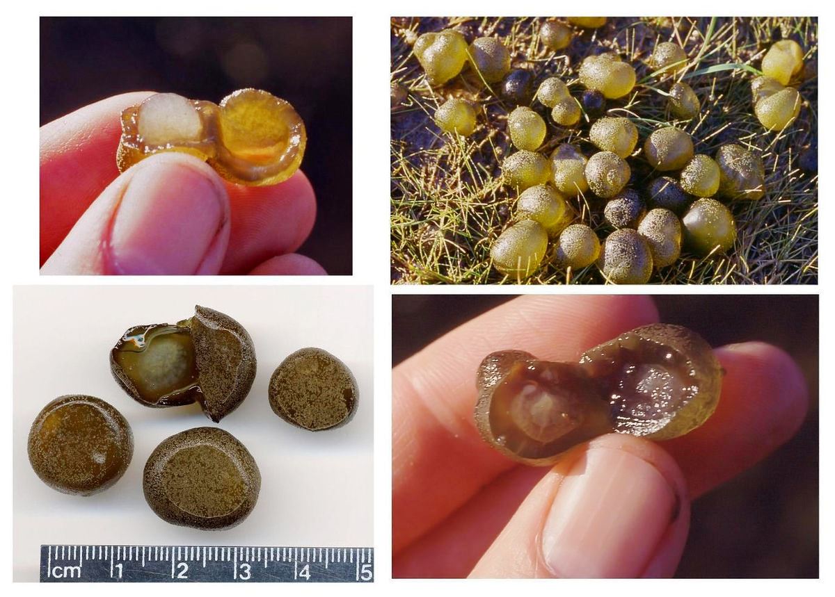 COMUNIDADES CAMPESINAS DE APURIMAC: EL LLULLUCHA: UN PODEROSO ALIMENTO ...