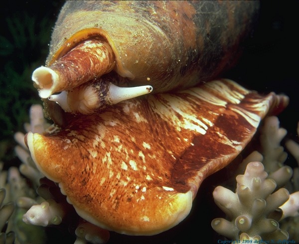 No Mar Profundo: Conus - 01