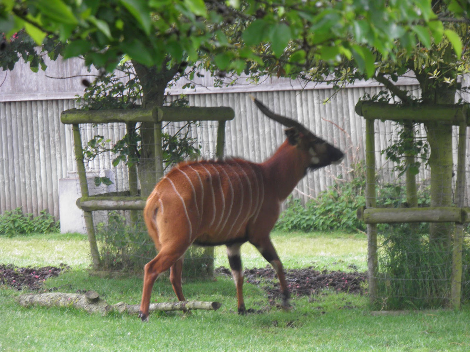 Jubilee Weekend Day 2 - Howletts Zoo - chelseamamma.co.uk