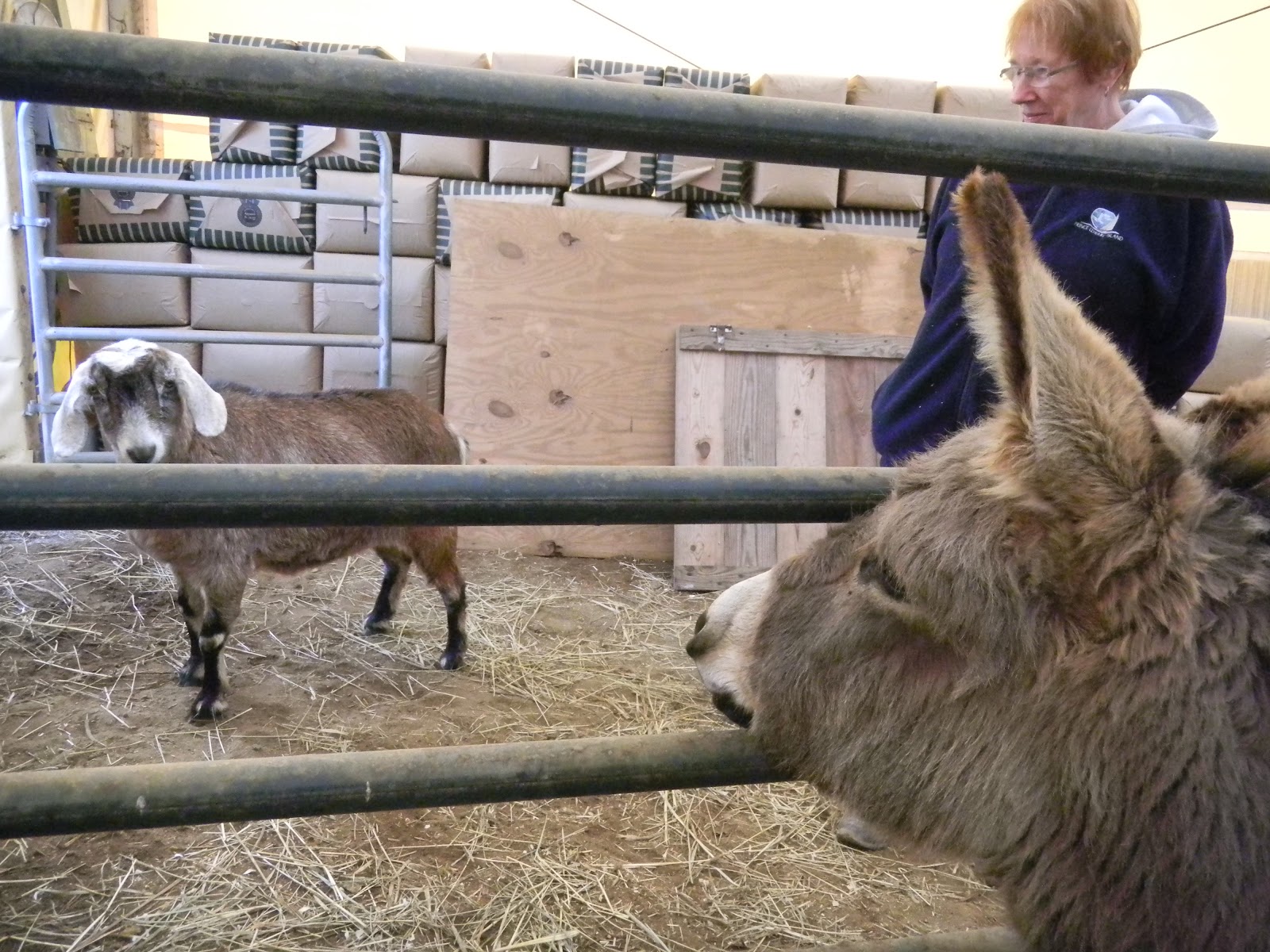 Finding My Way to Moose River Farm: Operation Donkey Drop