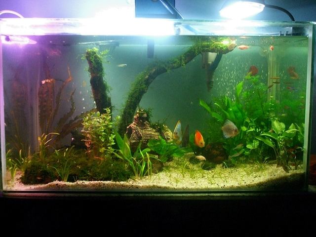 Keindahan dari Alam: TAMAN DALAM AQUARIUM