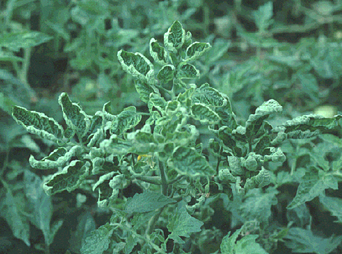 Eden By The Bay: Tomato Leaf Curl Virus (TYLCV)