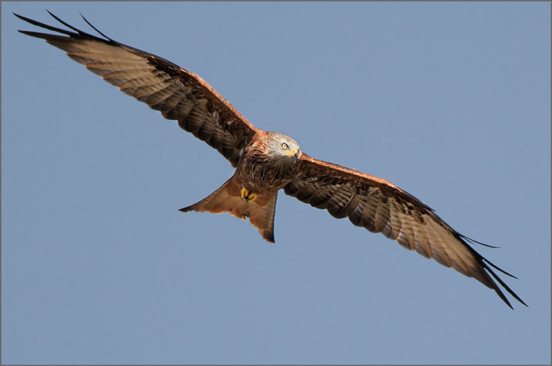 Wouts fotobloG: Rode wouw (Milvus milvus)