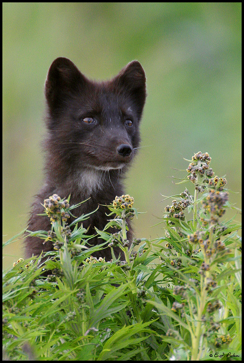 Animals pictures: Arctic blue fox
