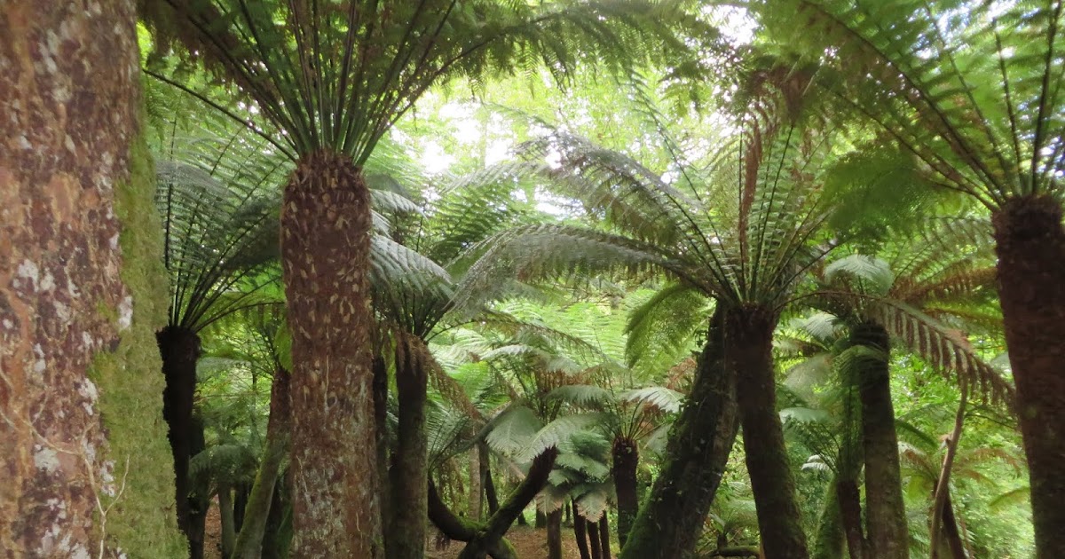 An Introduction to Palaeoflora