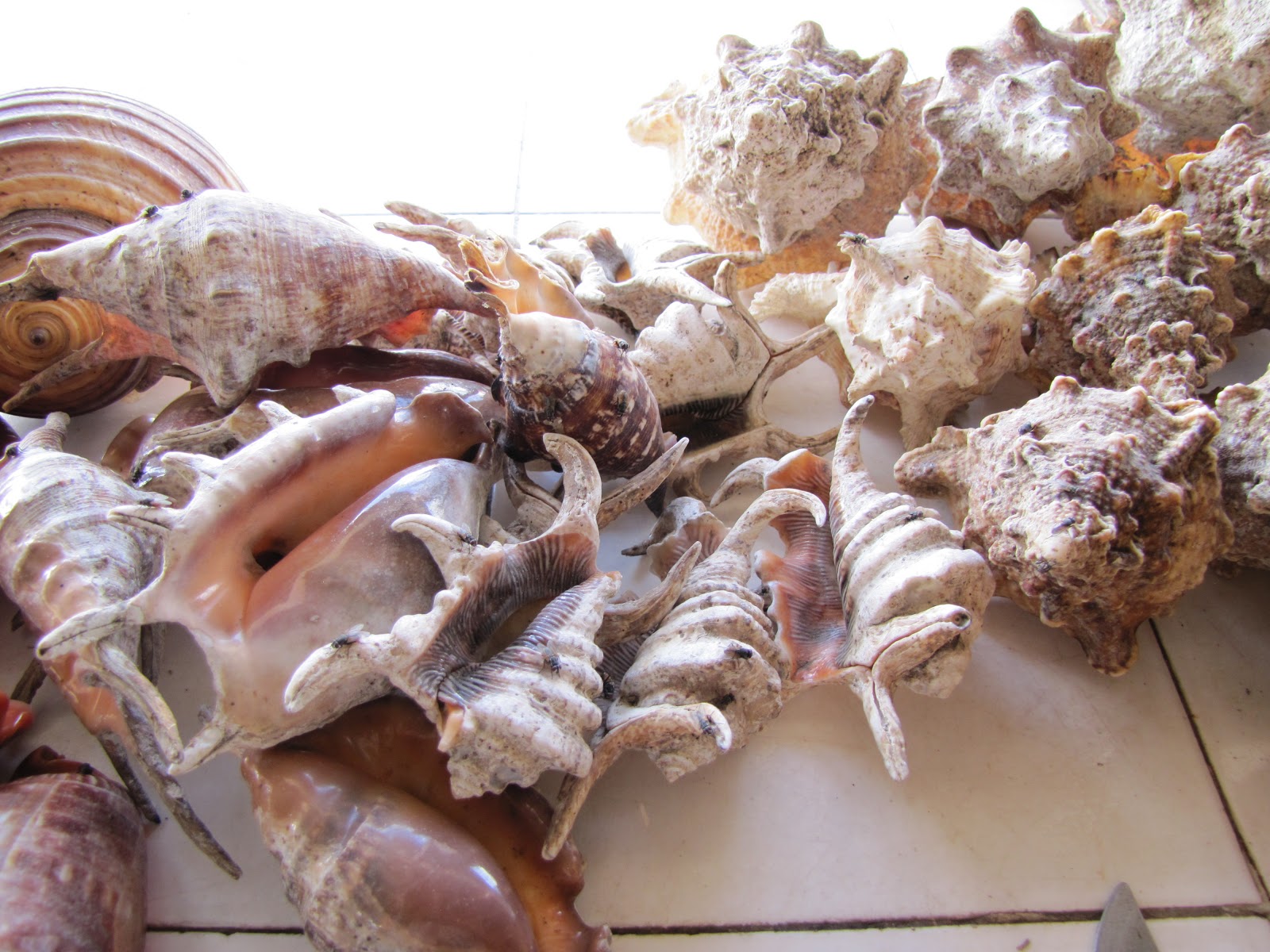 Dipa's Daily Dumplings: Likoni Fishermen