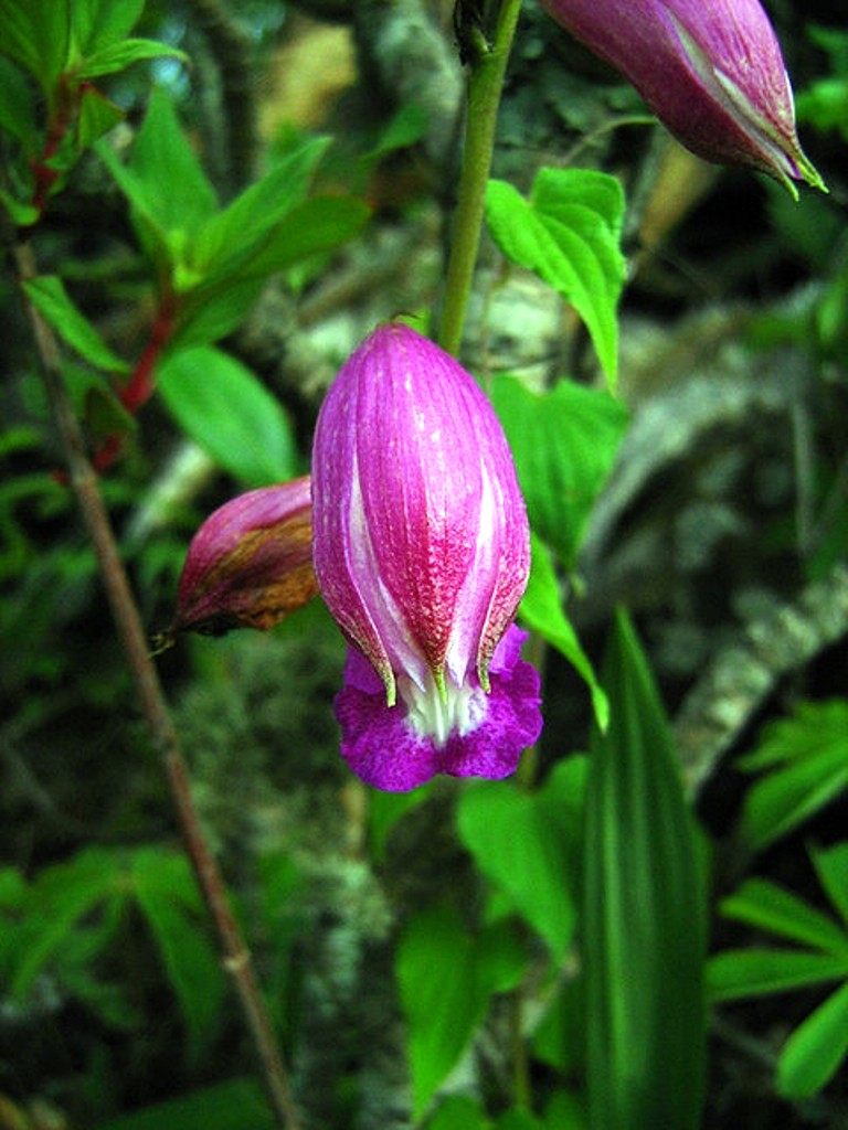 ORQUIDEAS MEXICANAS: Bletia amabilis