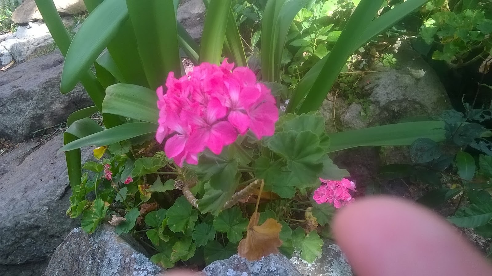 FLORES DE ALPUJARRA Y SUS ALREDEDORES : planta llamada novios