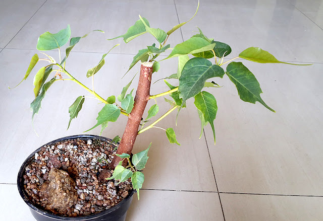 Instant - Bonsai - For - Everyone: Ficus Religiosa (Peepal tree) No. 2
