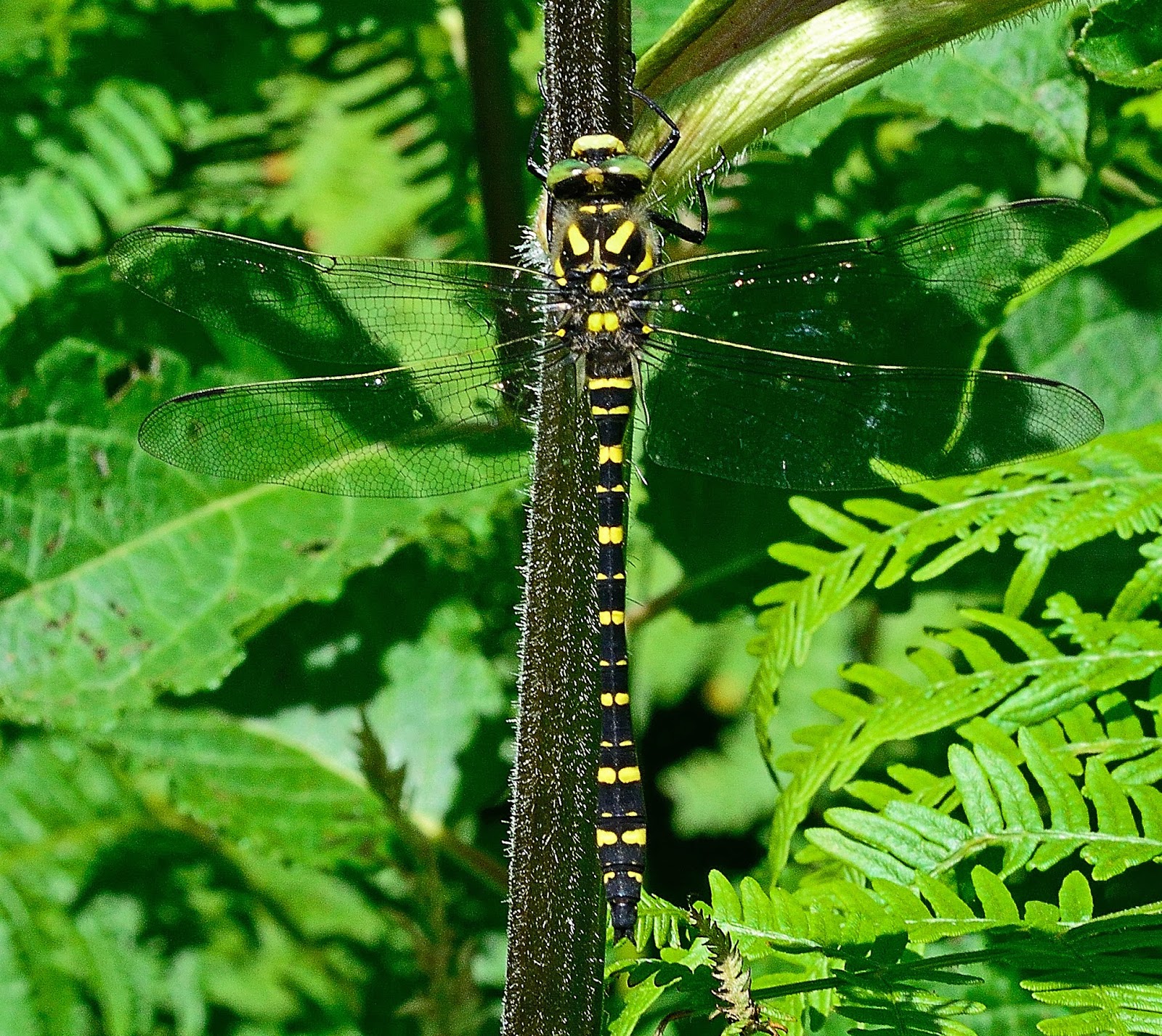 Isle of Wight Dragons: First Golden-ringed Dragonfly of the Year.
